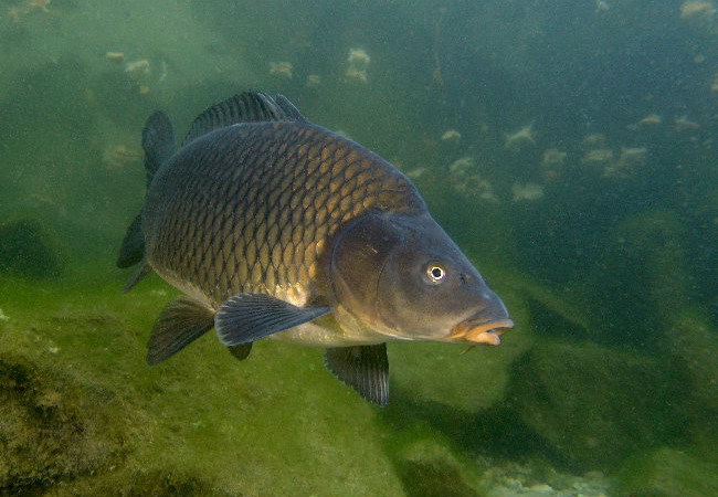 PONTY :: Tisza-tó élővilága